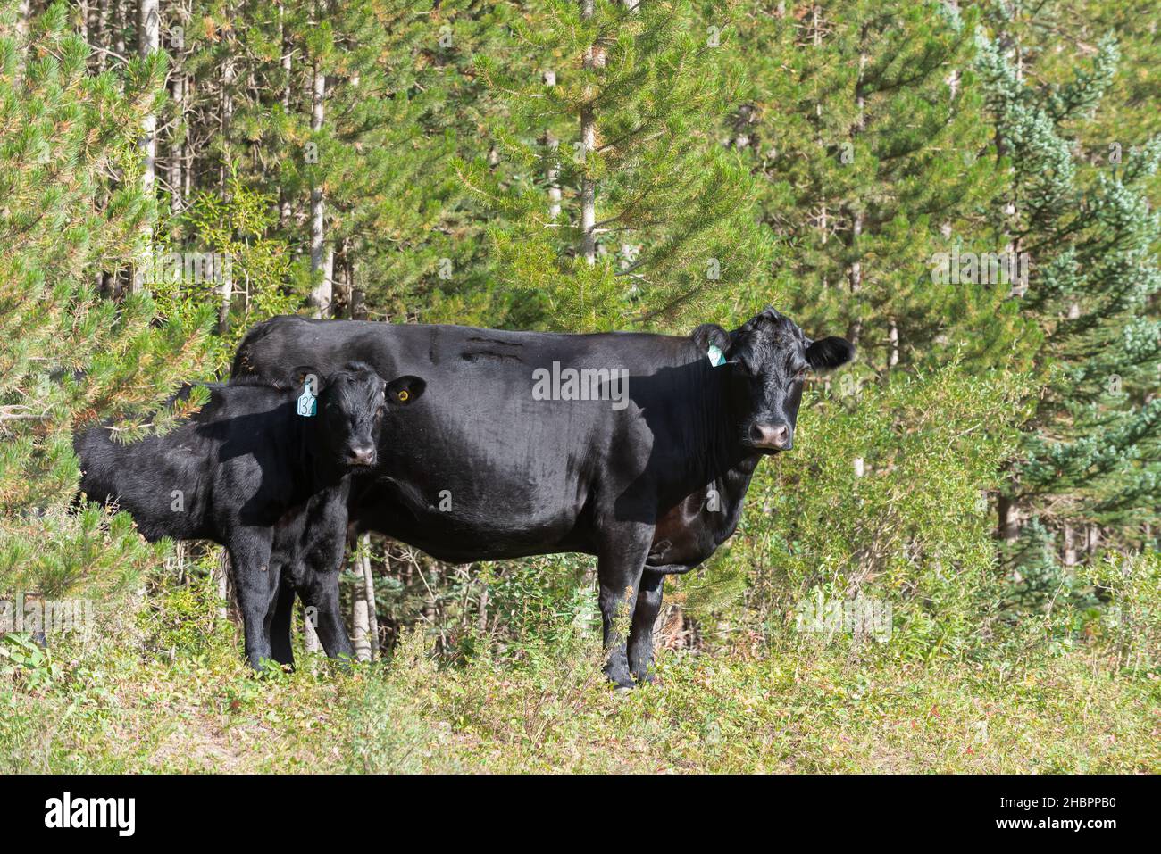 Beef Cattle at pasture in the prairies and foothills of Alberta Canada ...