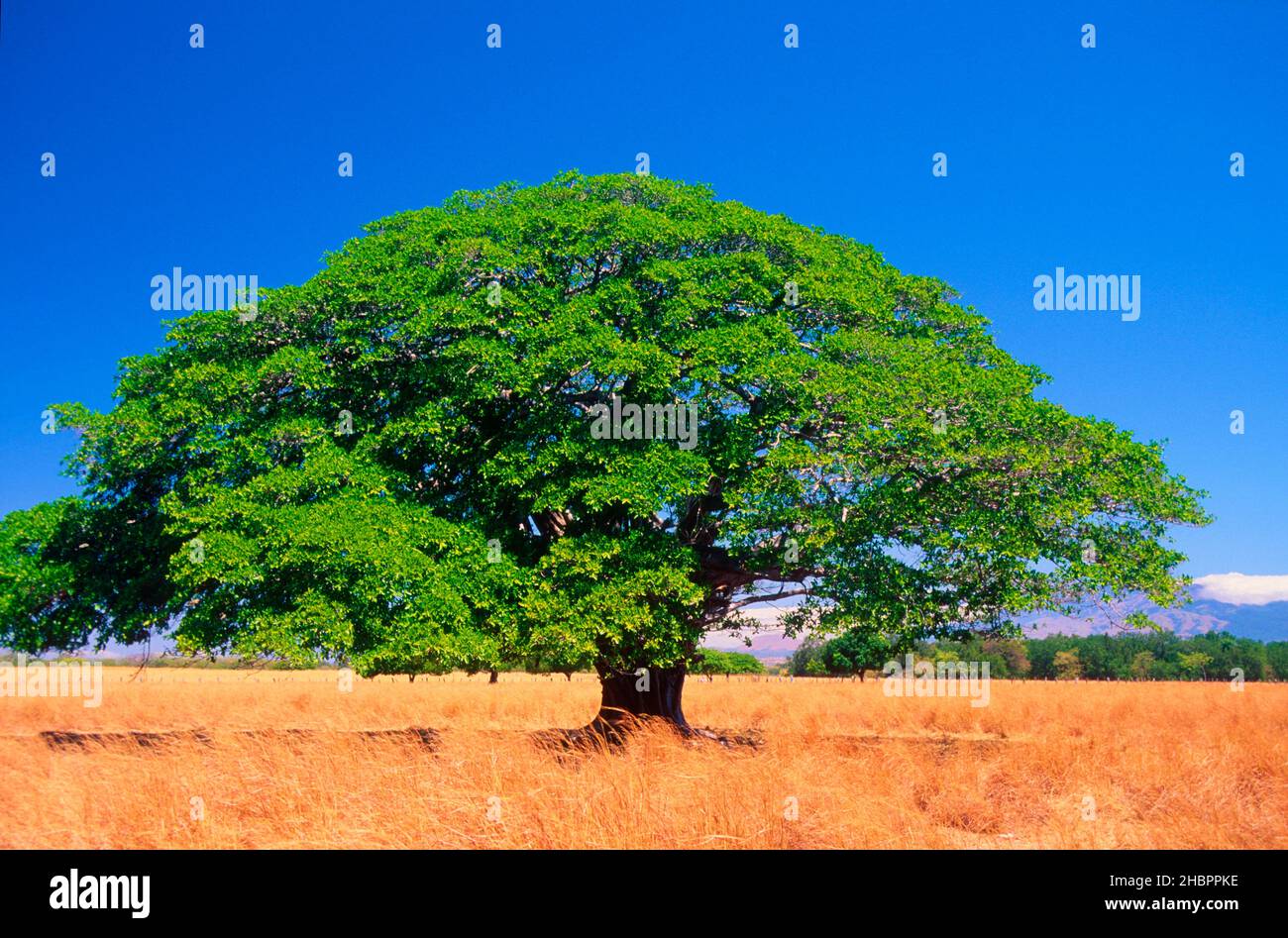 Guanacaste baum hi-res stock photography and images - Alamy