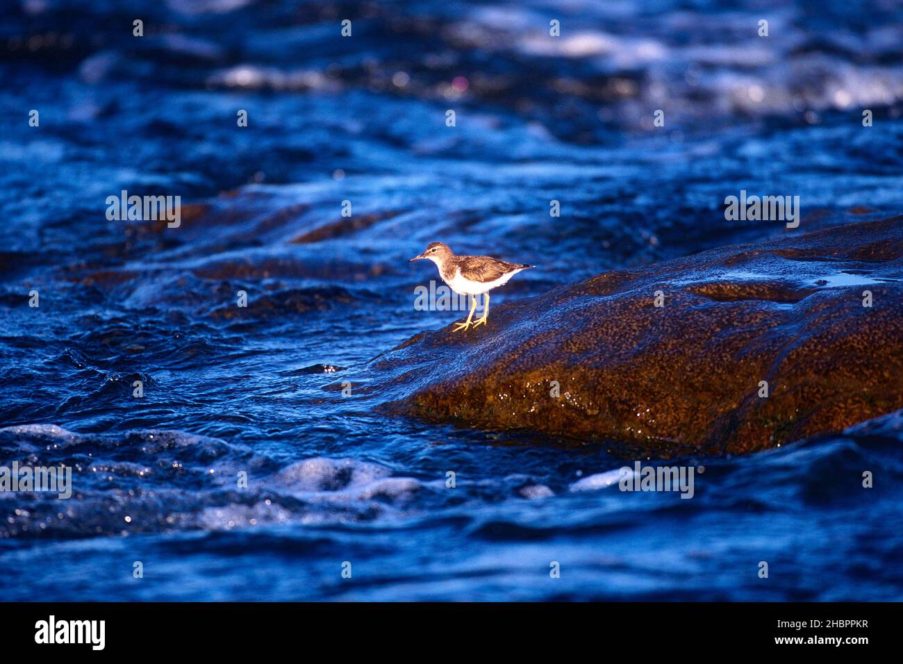 Spotted sandpiper actitis macularia hi-res stock photography and images ...