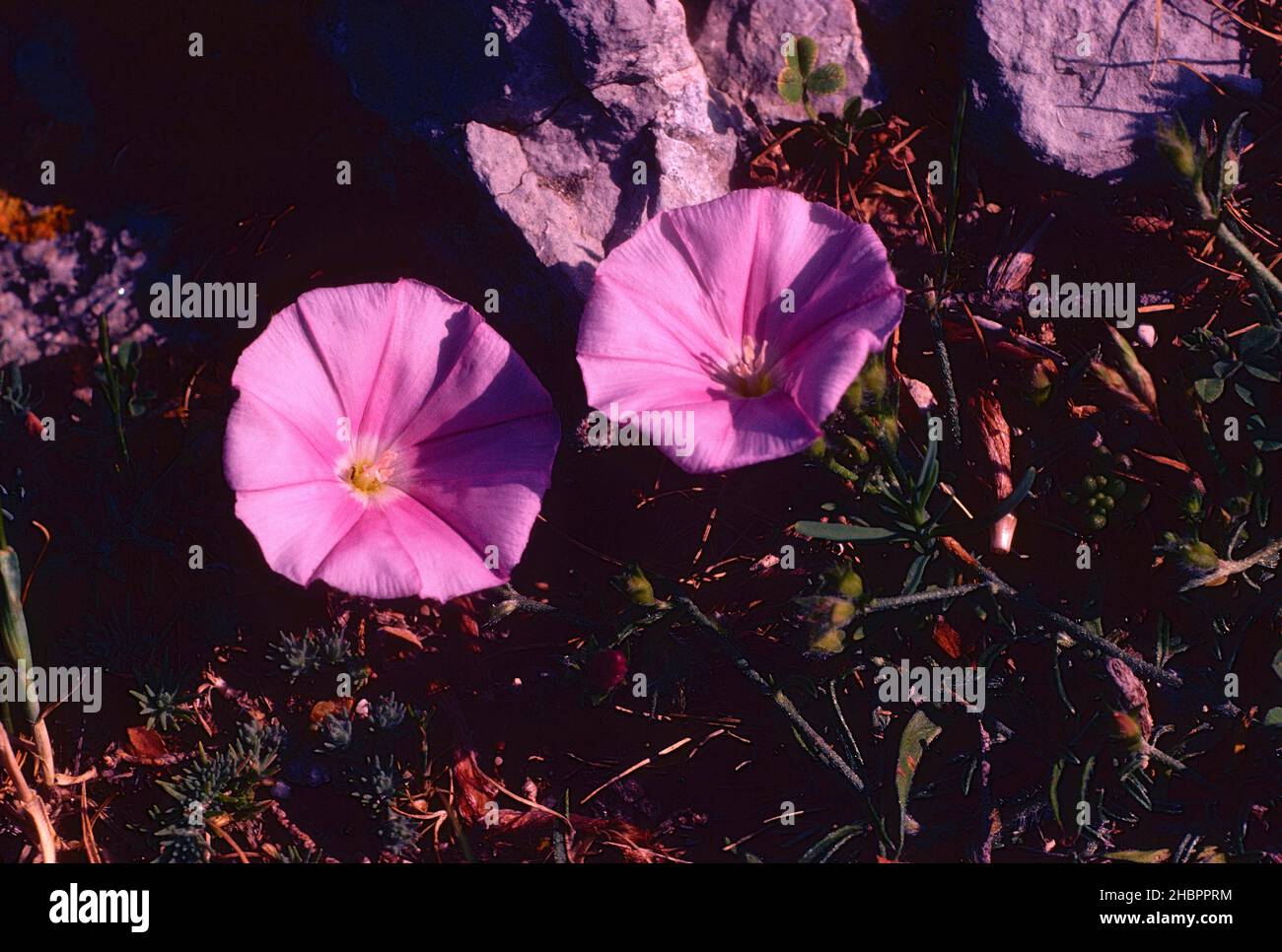 Convolvulus blume hi-res stock photography and images - Alamy