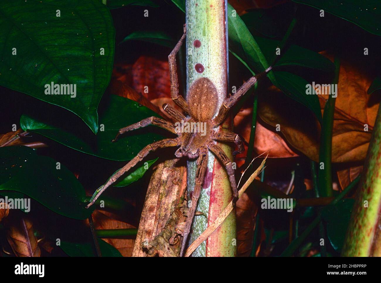 Wanderspinne hi-res stock photography and images - Alamy