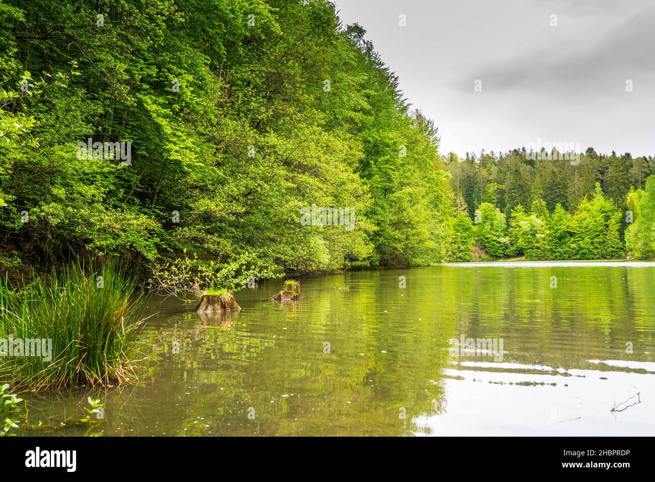 Germany, Calm lake water of Herrenbachstausee reflecting green forest ...