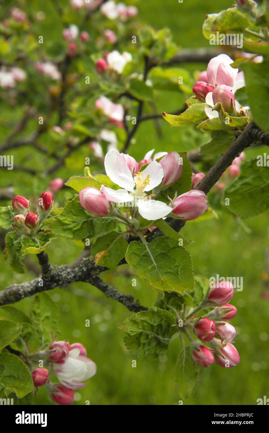 Baum baeume arbres hi-res stock photography and images - Alamy