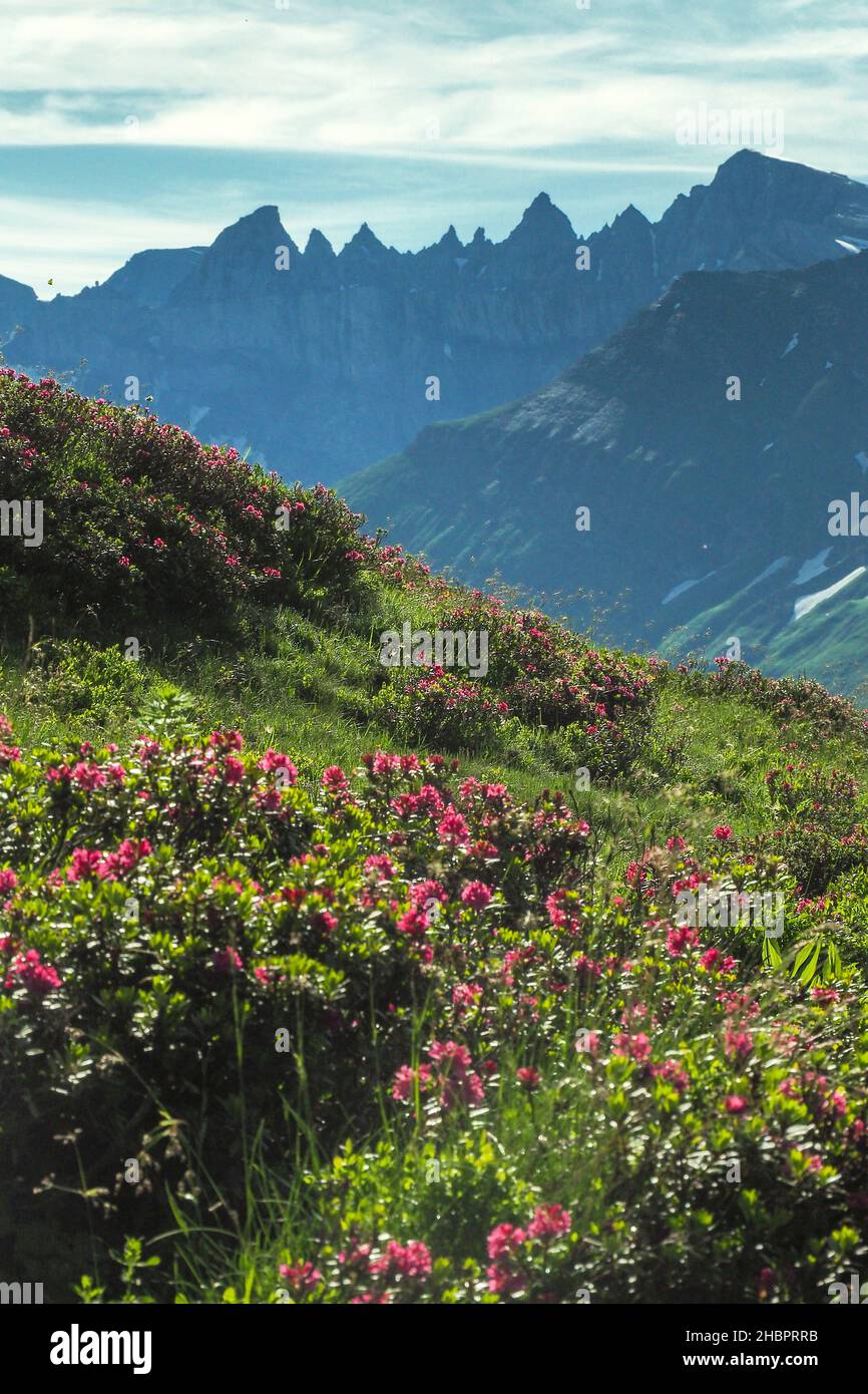 Alp Obererbs mit Tschingelhörner GL Stock Photo - Alamy