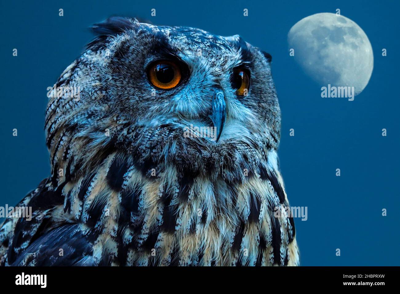 Tiere voegel hi-res stock photography and images - Alamy