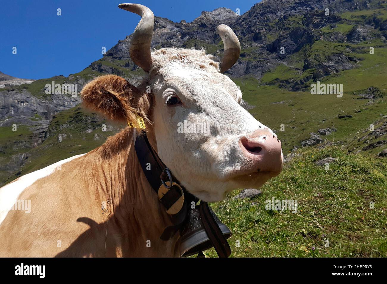 Kuh alpen hi-res stock photography and images - Alamy