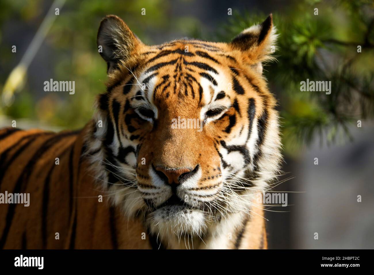Tiger tiere hi-res stock photography and images - Alamy