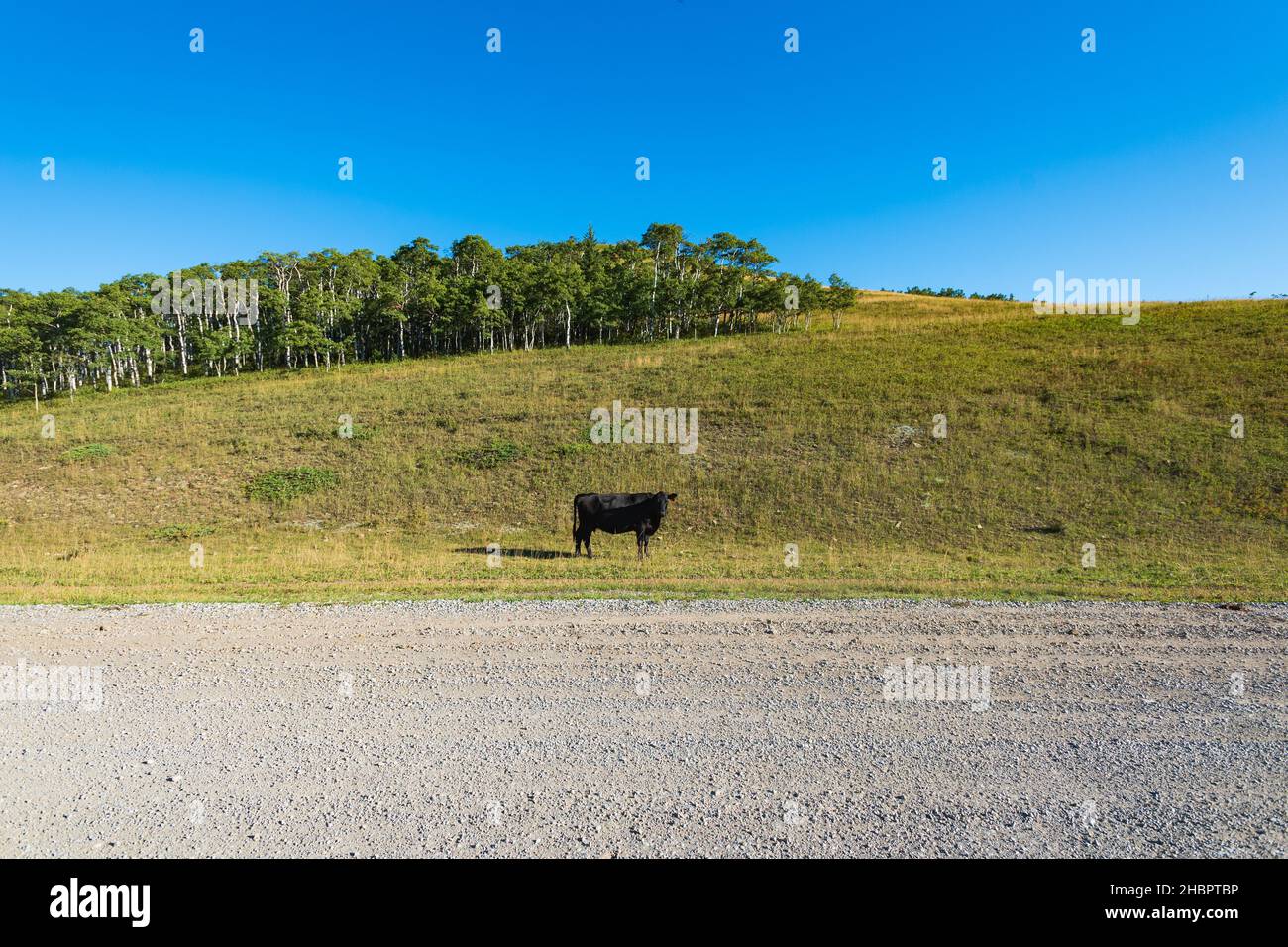 Beef Cattle at pasture in the prairies and foothills of Alberta Canada ...