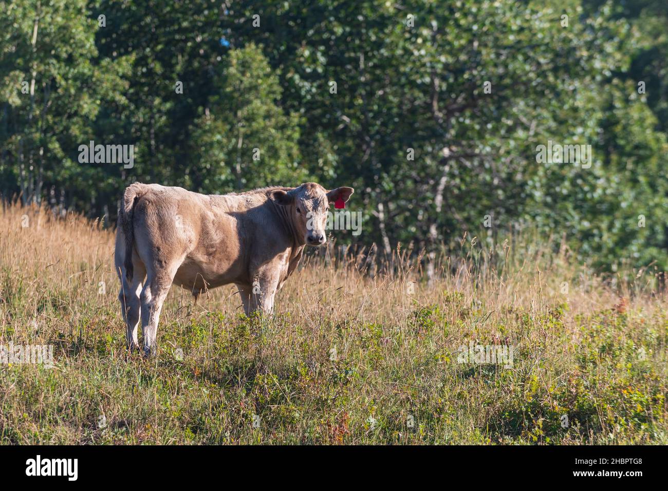 Beef Cattle at pasture in the prairies and foothills of Alberta Canada ...