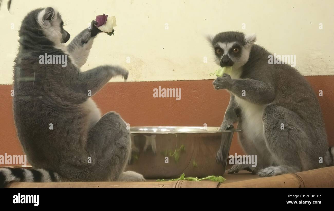 ring-tailed lemurs of Madagascar eating vegetables. Lemur catta species ...