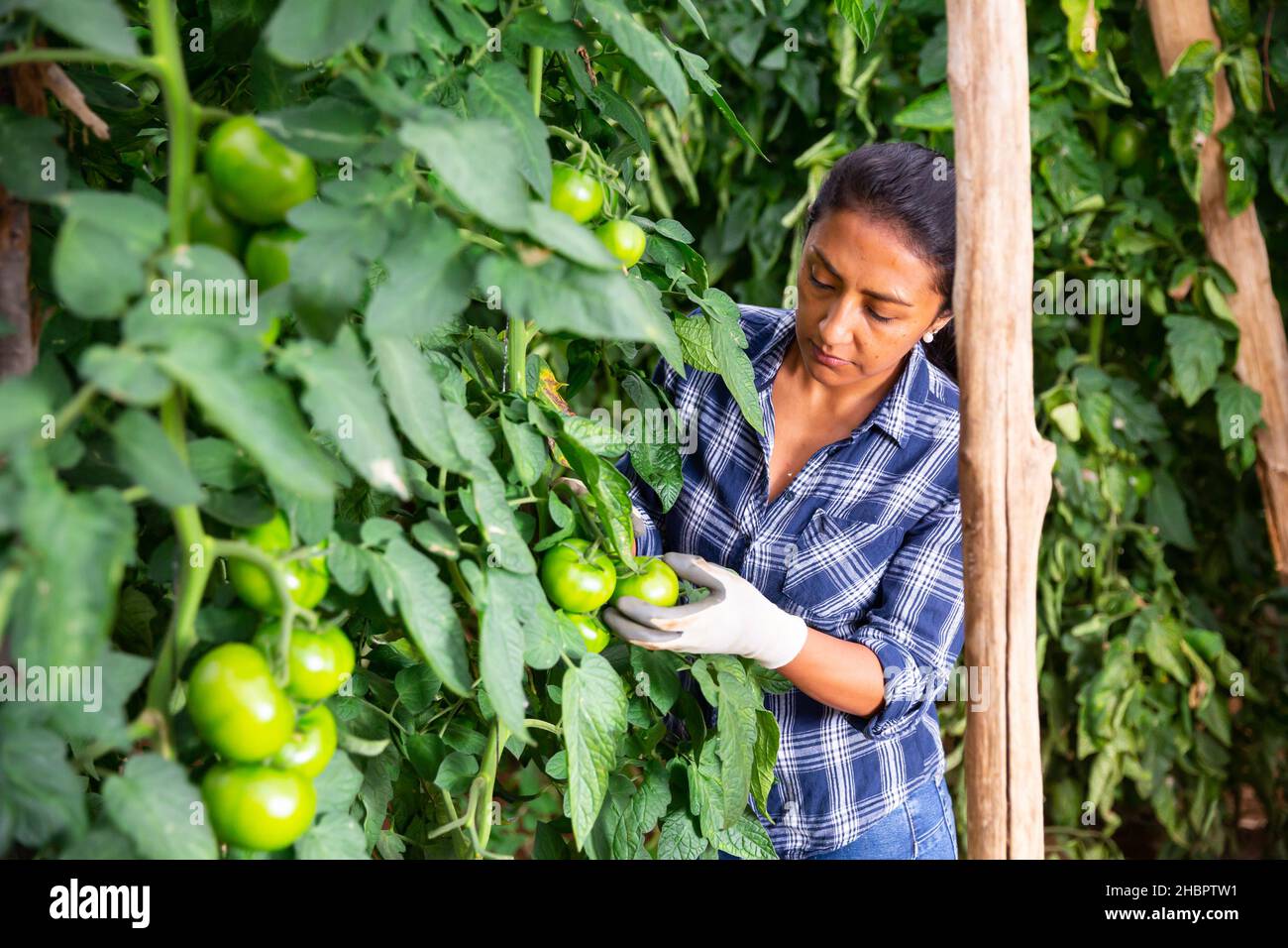 Experienced female farm worker gathering crop of organic tomatoes ...