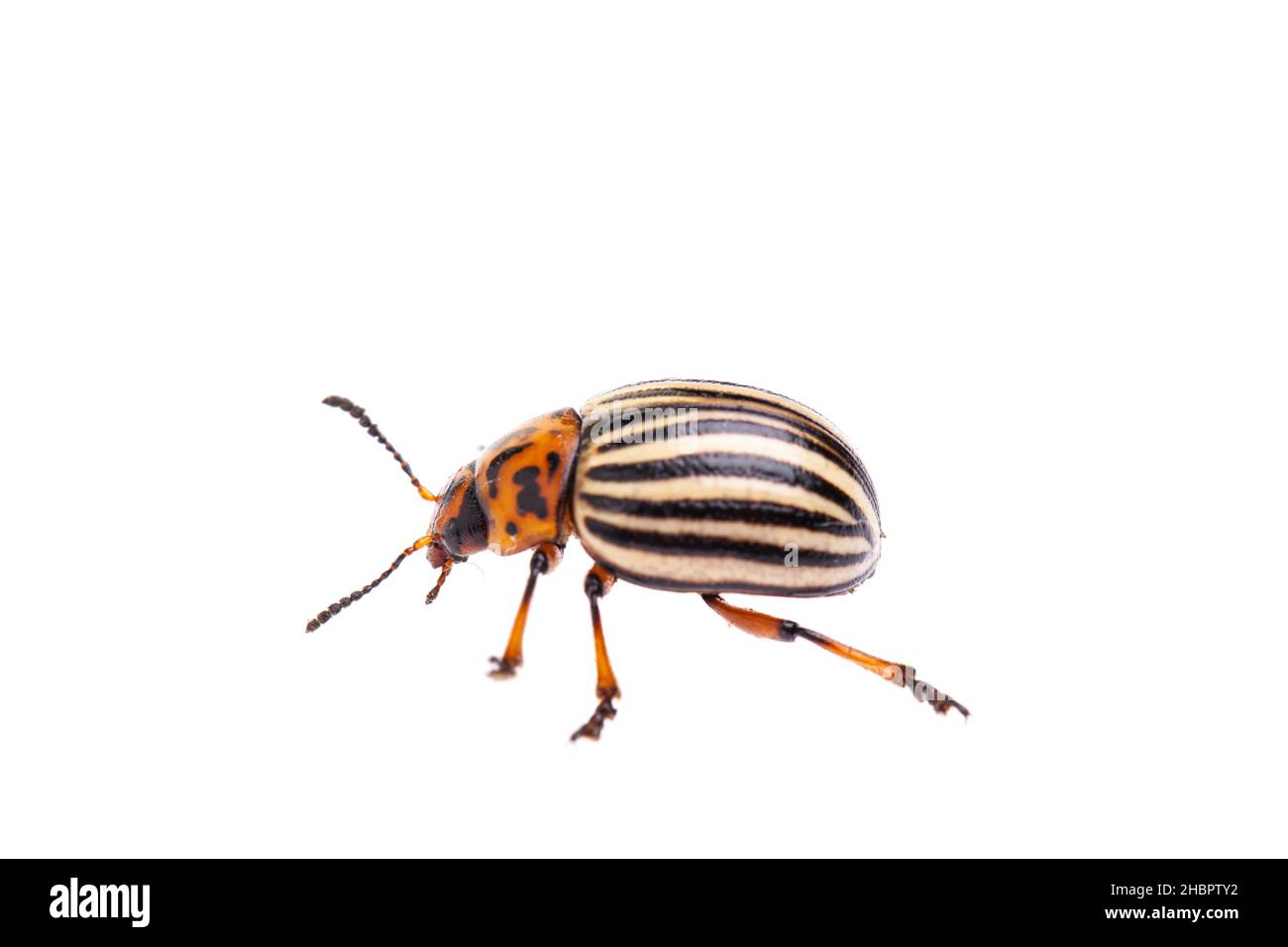 Potato bug hi-res stock photography and images - Alamy