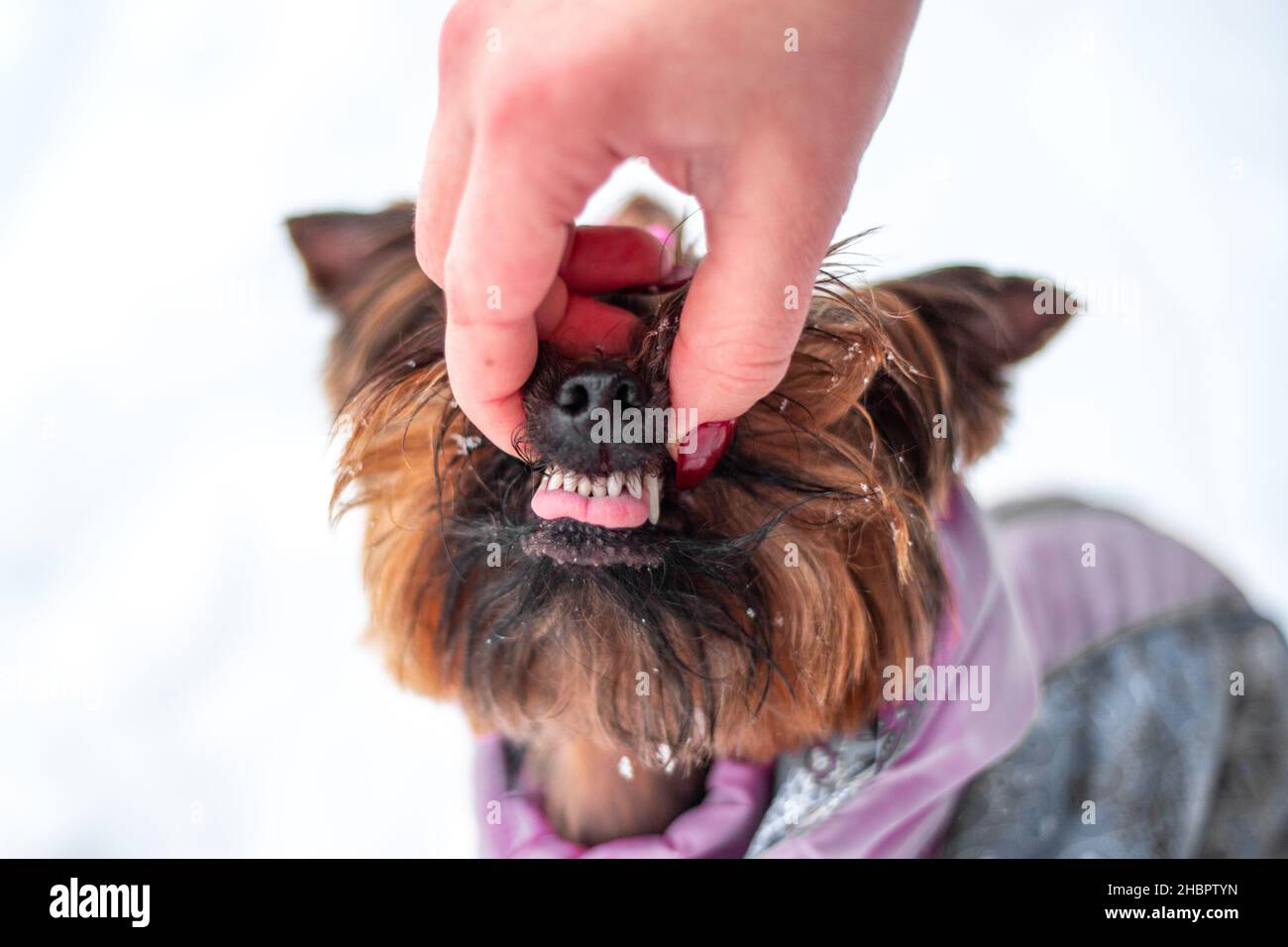 York dog teeth bite for bite examination Stock Photo - Alamy