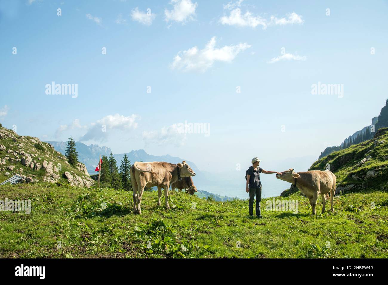 Switzerland, St.Gallen, Grabs, Voralp, woman petting cow (MR) *** Local ...
