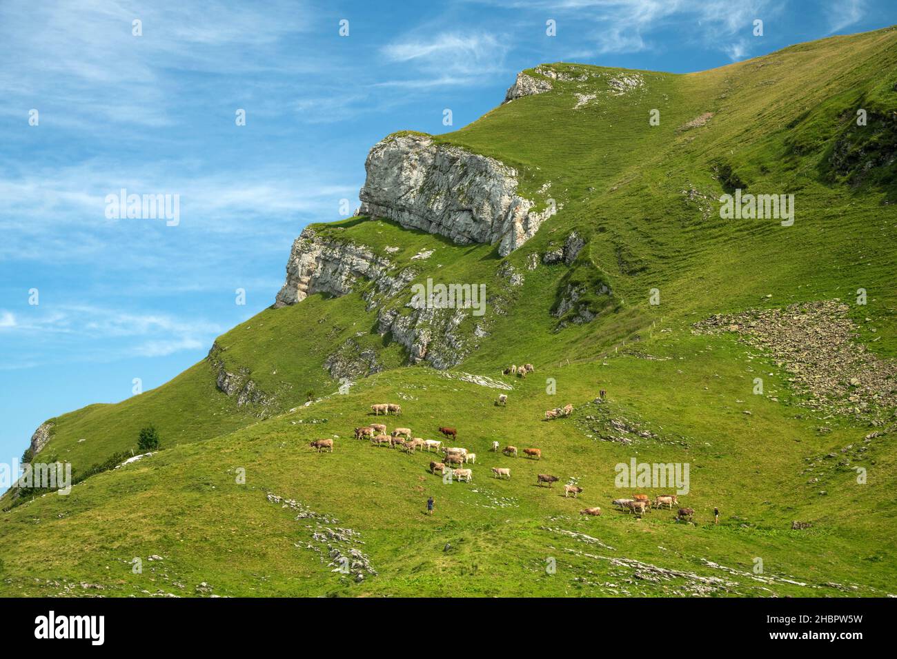 Switzerland, St.Gallen, Grabs, Voralp, cow herding *** Local Caption ...