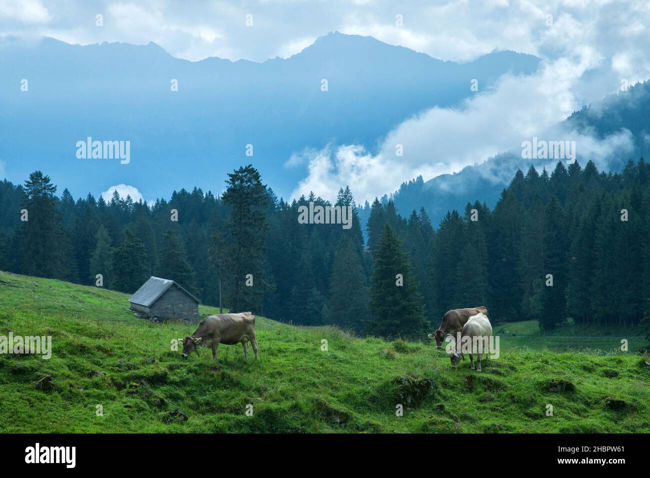 Switzerland, St.Gallen, Grabs, Voralp, cow pasture *** Local Caption ...