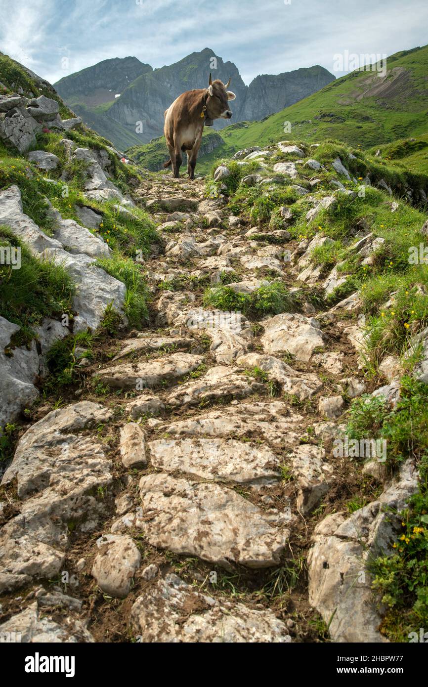 Switzerland, St.Gallen, Grabs, Voralp, cow on hiking trail *** Local ...