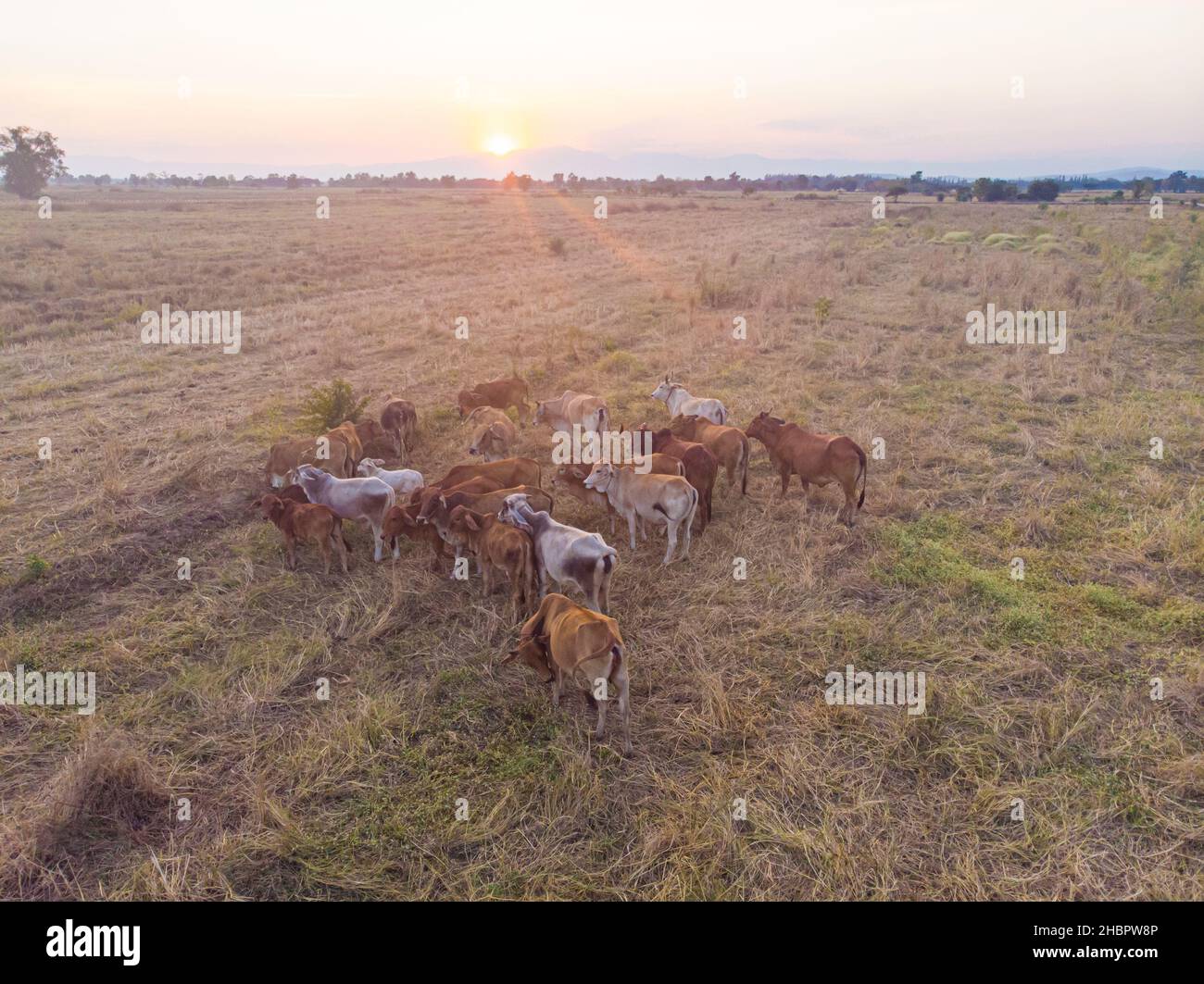 Group of cow eating straw in rice field animal industry aerial view ...