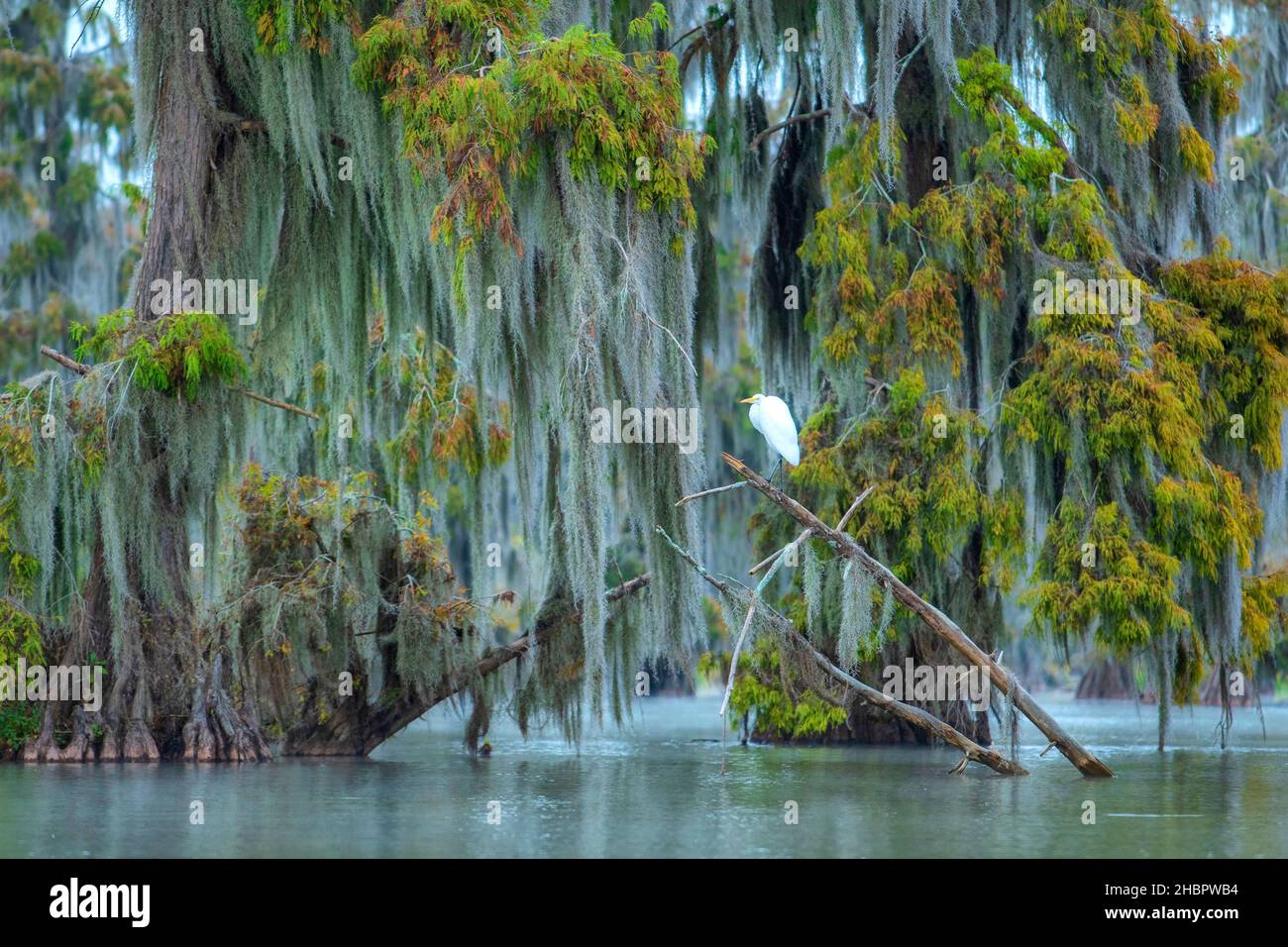 USA, South, Louisiana,Ardea alba, Great White Heron *** Local Caption ...