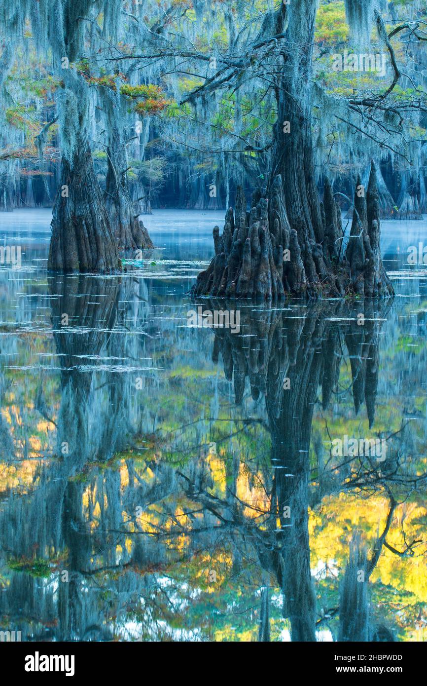 USA, Texas, Caddo lake *** Local Caption *** USA, Texas, Caddo lake ...