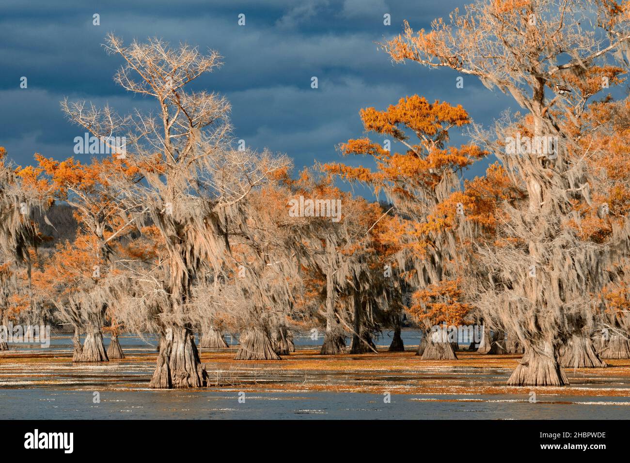 USA, Texas, Caddo lake *** Local Caption *** USA, Texas, Caddo lake ...