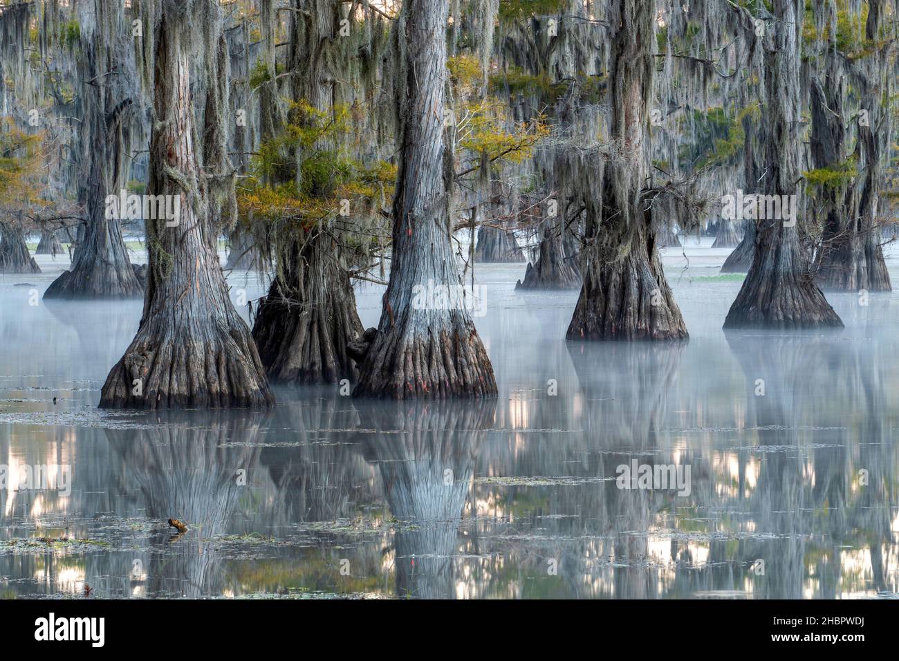 Texas cypress tree hi-res stock photography and images - Alamy