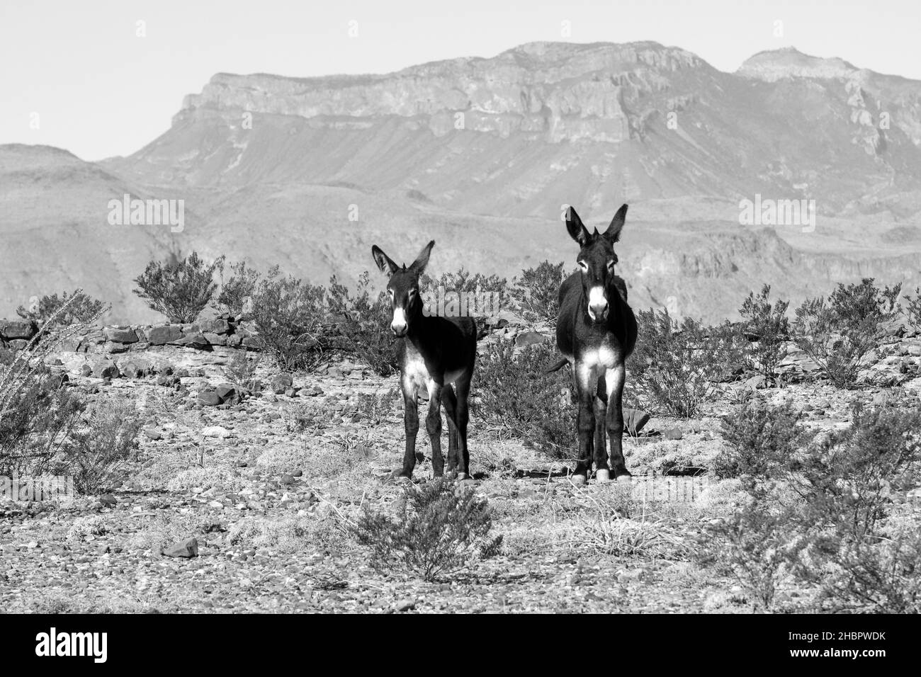USA, West Texas, Big Bend National Park, Burro *** Local Caption ...