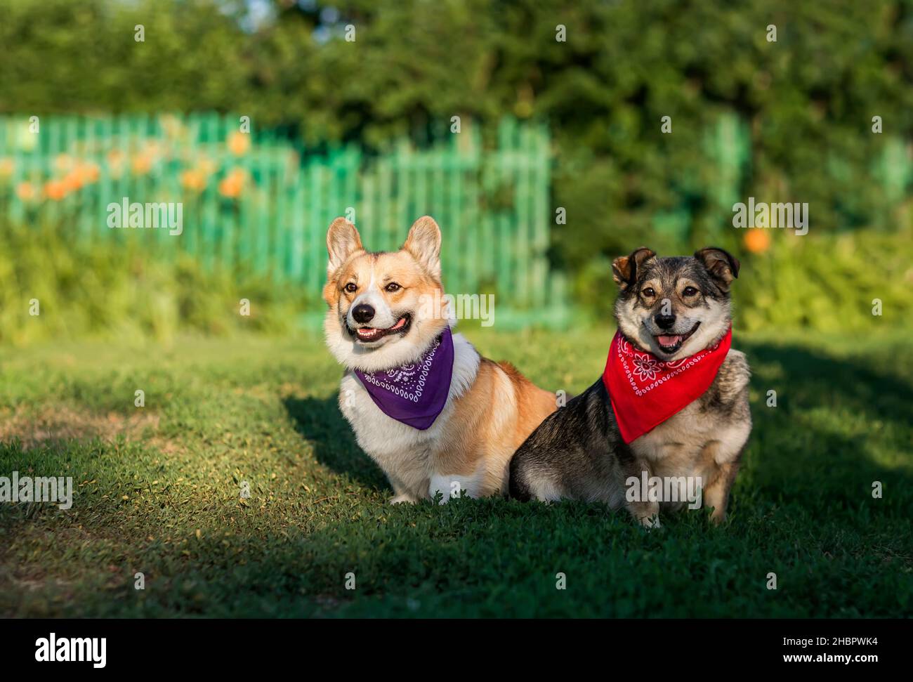Two friends sitting on garden hi-res stock photography and images - Alamy