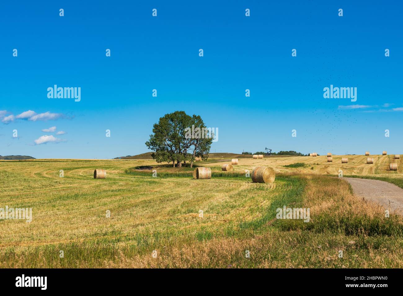 Grassland alberta hi-res stock photography and images - Alamy