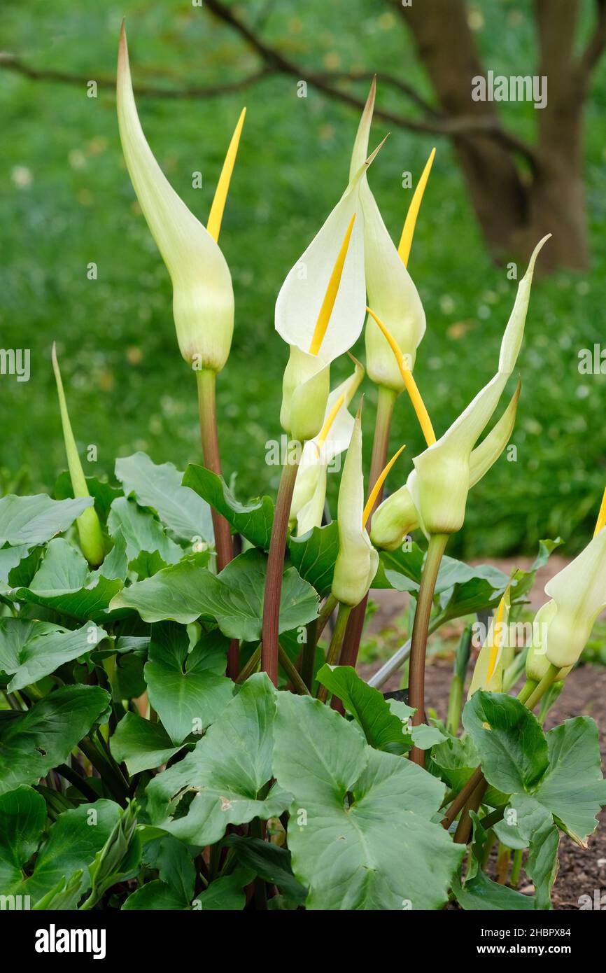 Arum creticum, yellow club-shaped spadix within a pale yellow spathe ...