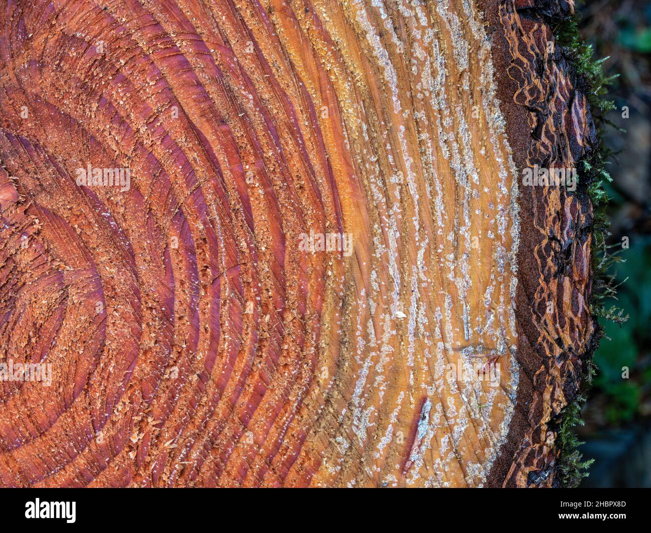The edge of a cross section of a cut log Stock Photo - Alamy