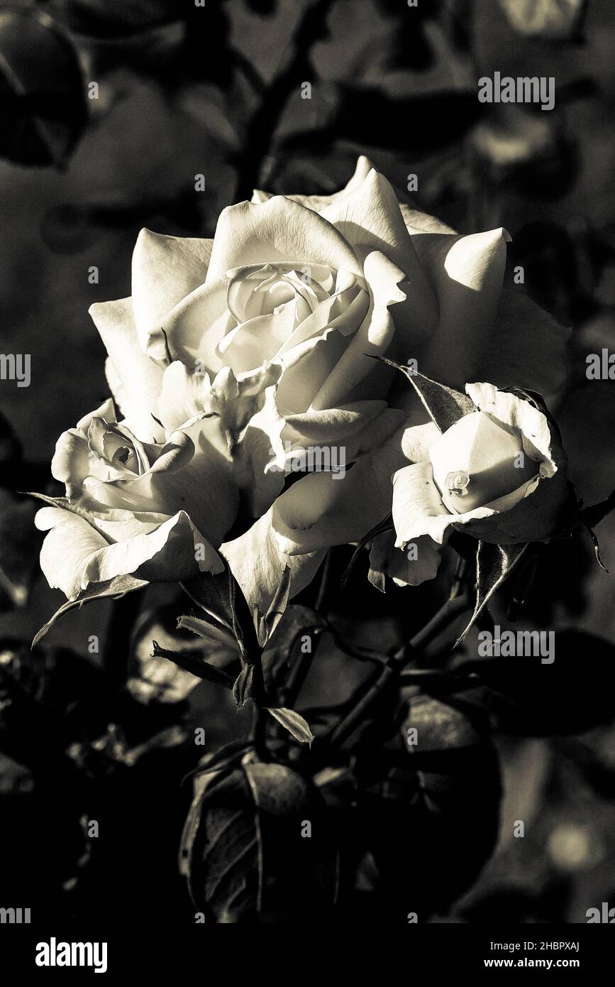 A vertical grayscale shot of blooming roses Stock Photo - Alamy