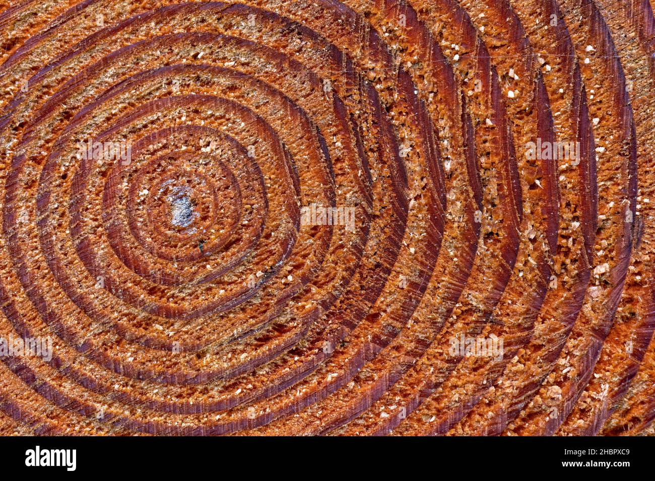 The tree ring detail on the cross section of a cut log Stock Photo - Alamy