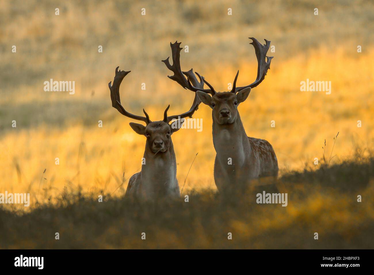Two roe deer in the wilderness surrounded by greenery Stock Photo - Alamy