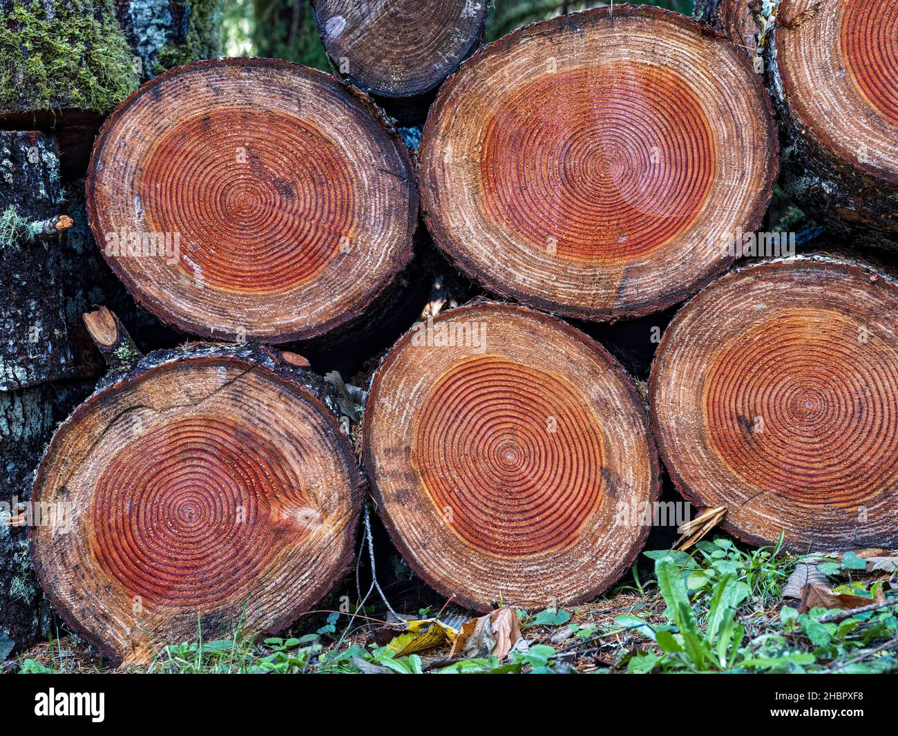 Tree rings showing on a pile of stacked cut logs Stock Photo - Alamy