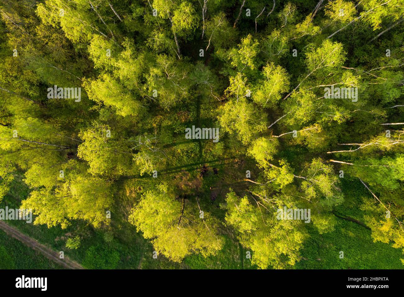 View of the crowns of birch trees from above from a height, flight over ...
