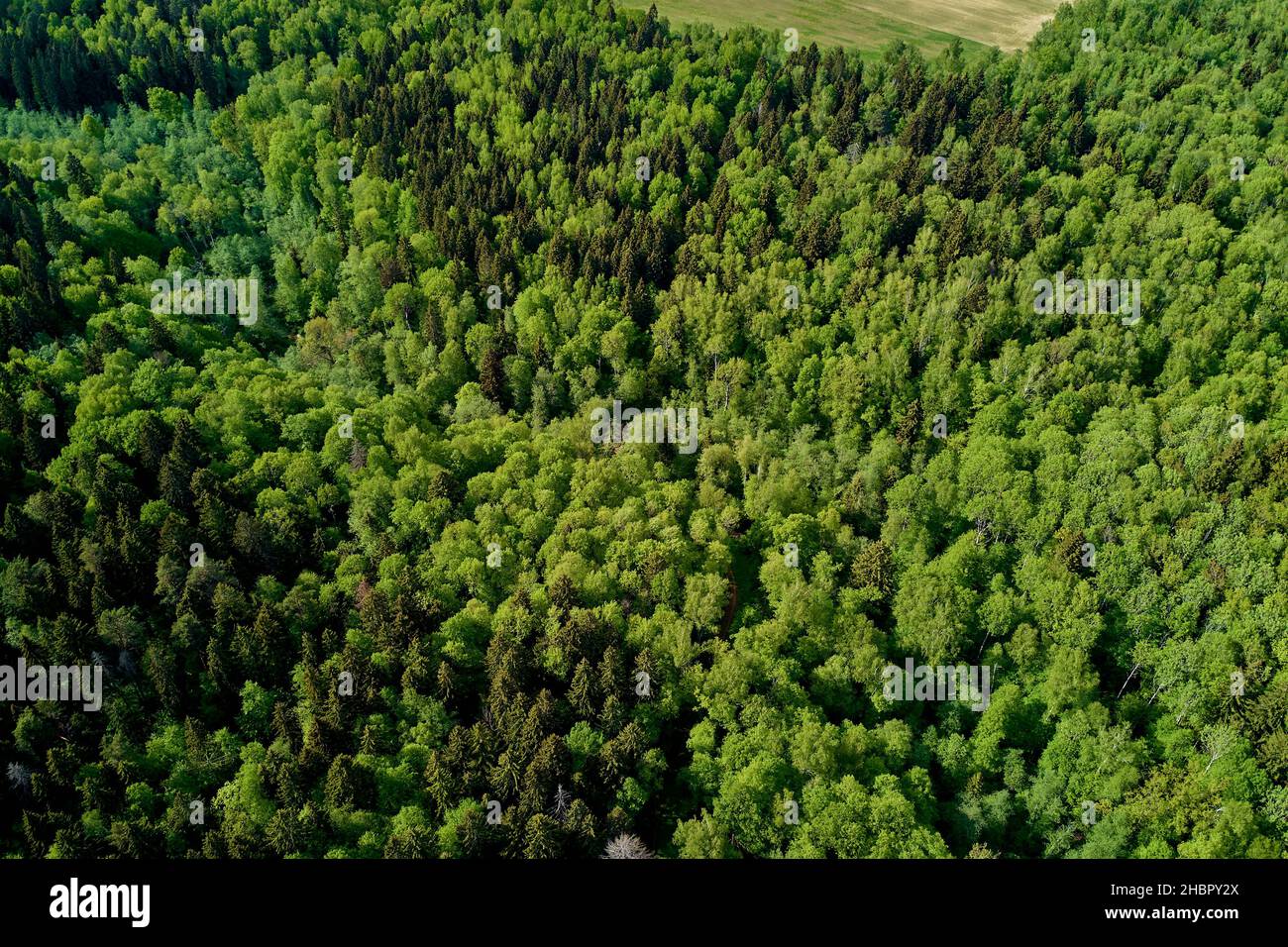 Landscape with a view of a mixed forest from a great height, flying ...