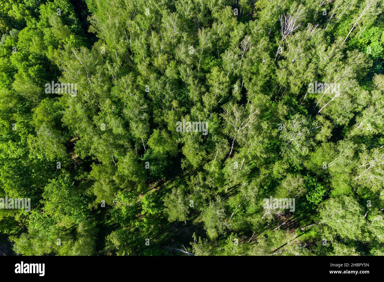 Aerial view of the lush green crowns of a birch grove Stock Photo - Alamy