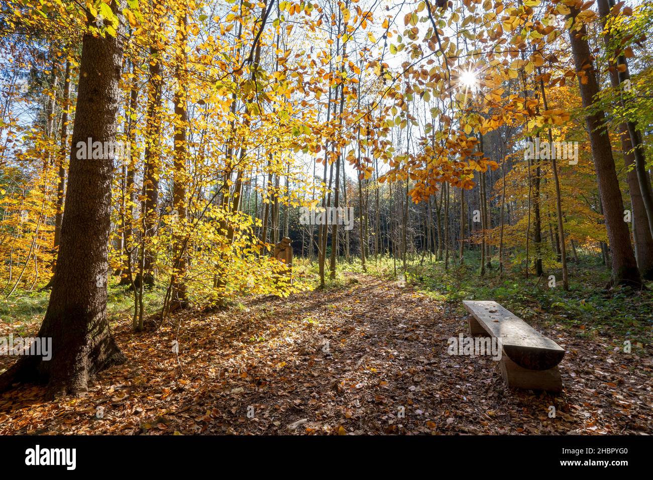 Waldlehrpfad Osinger Wald - Laufen a.d. Salzach - im HerbstBayerische ...