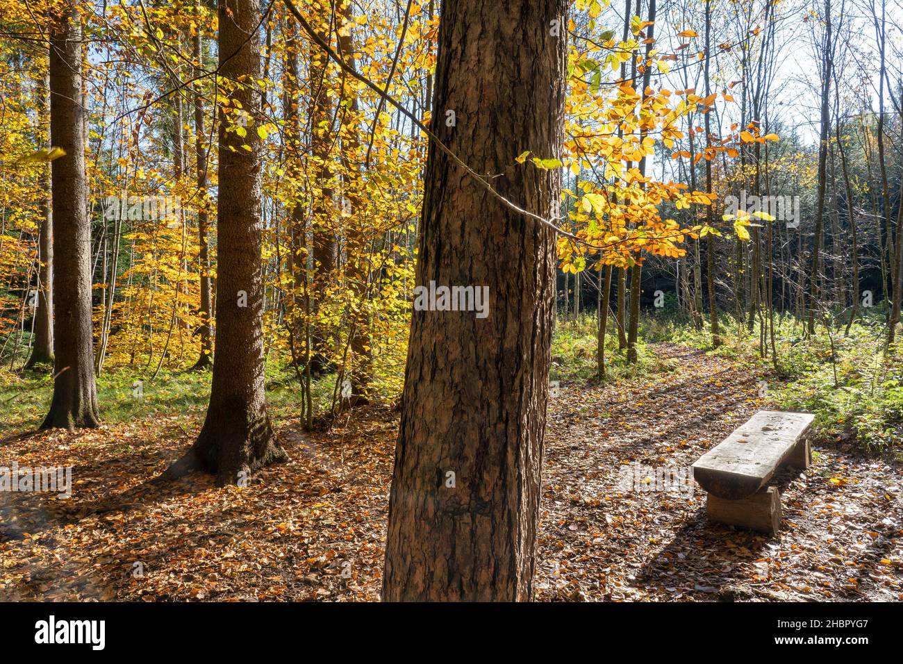 Waldlehrpfad Osinger Wald - Laufen a.d. Salzach - im HerbstBayerische ...