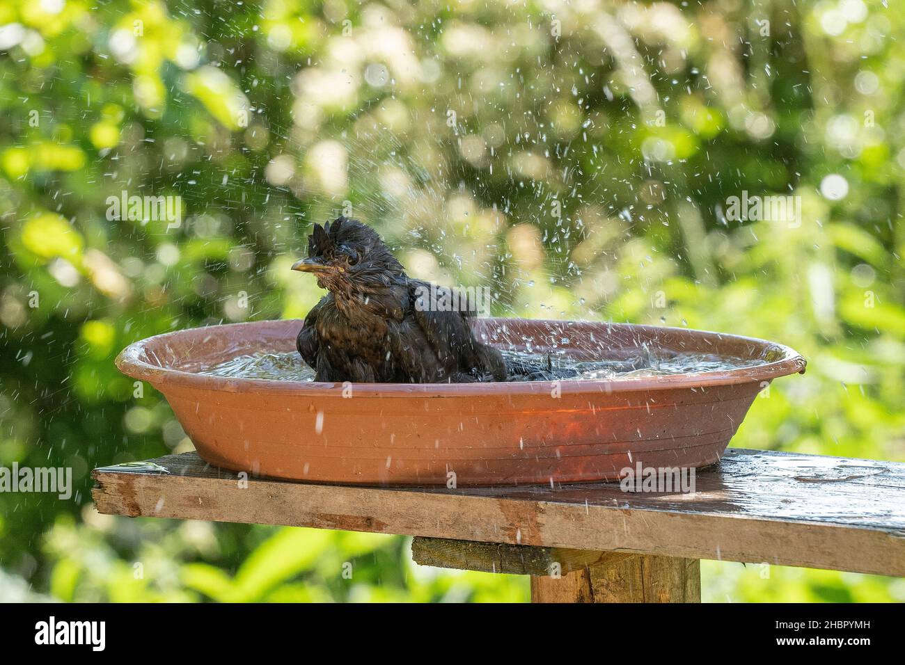 Vogeltränke hi-res stock photography and images - Alamy