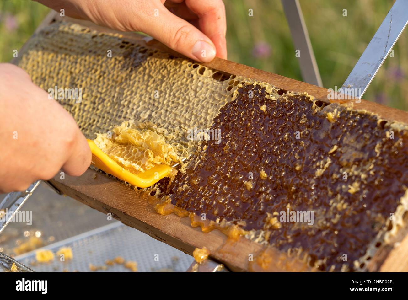 Imker mit Bienenwabe beim "Abdeckeln" der Waben zum Schleudern Stock ...