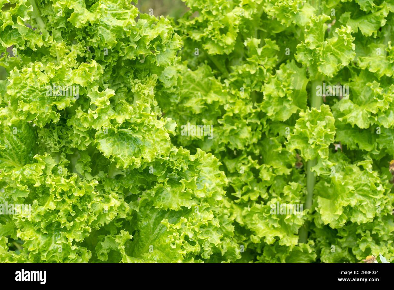 Rapunzel salat hi-res stock photography and images - Alamy