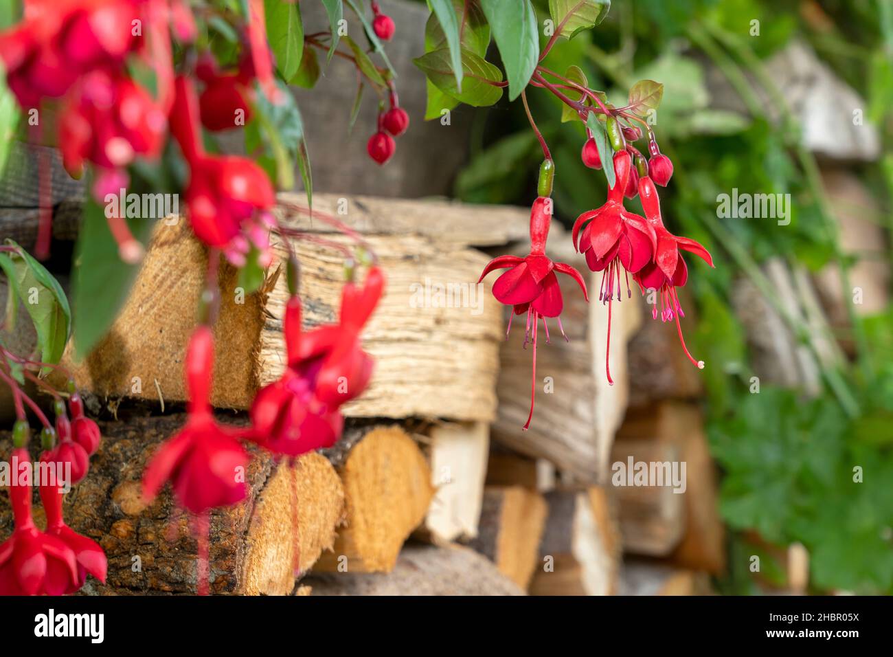 Fuchsien - Fuchsia Stock Photo - Alamy