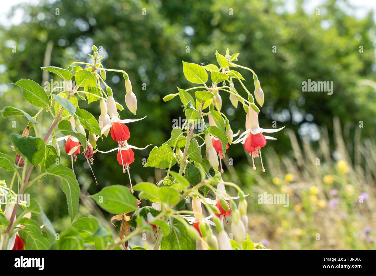 Fuchsien - Fuchsia Stock Photo - Alamy