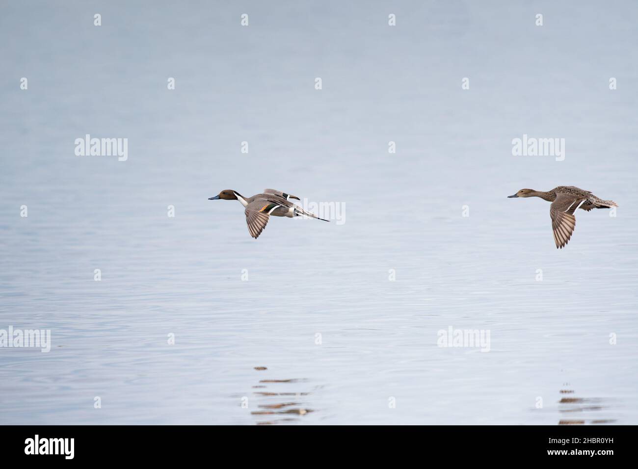 Northern Pintail in flight over a prairie lake Stock Photo - Alamy