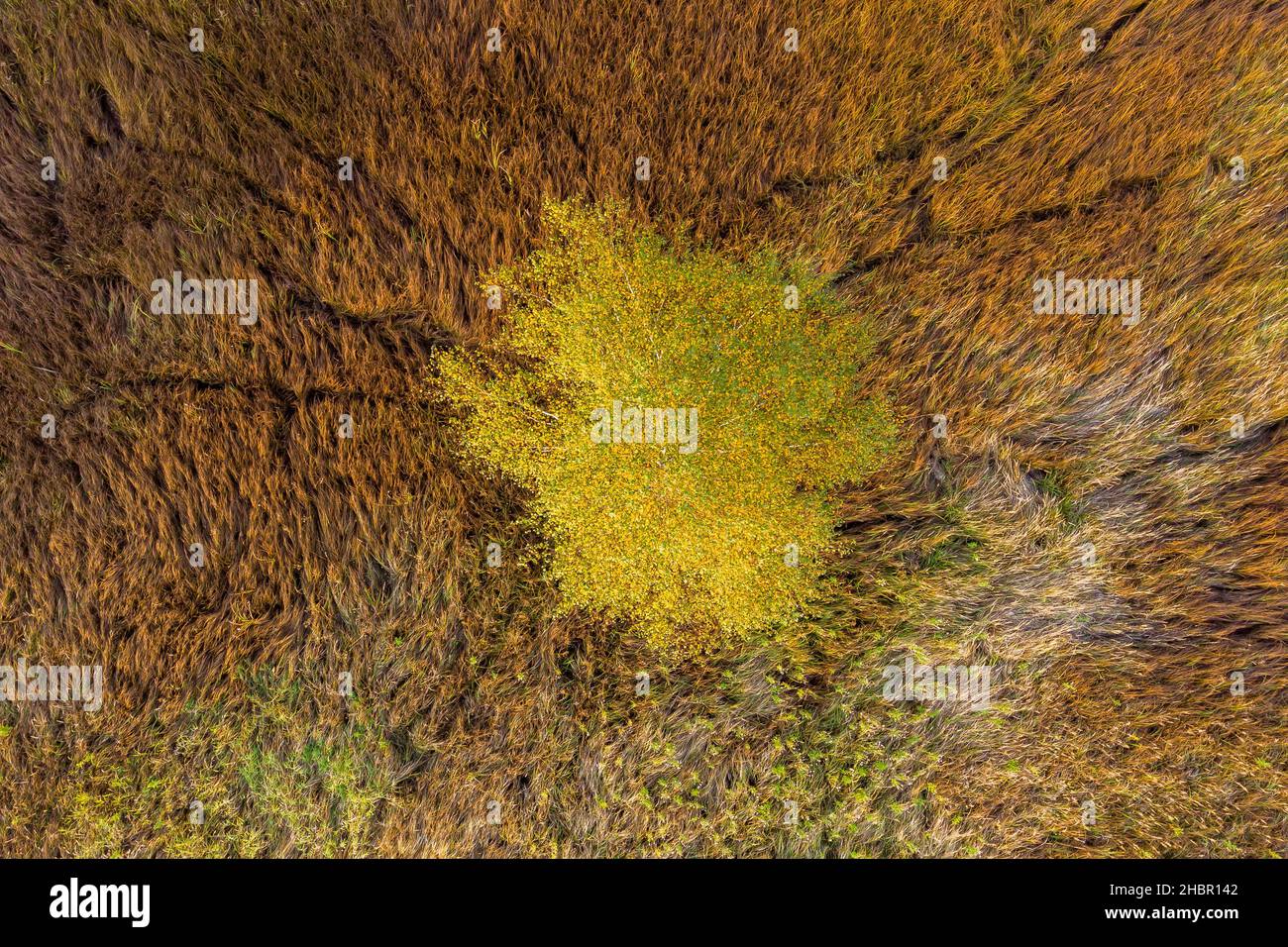 Birch tree with yellow foliage in the middle of marshland, autumn ...
