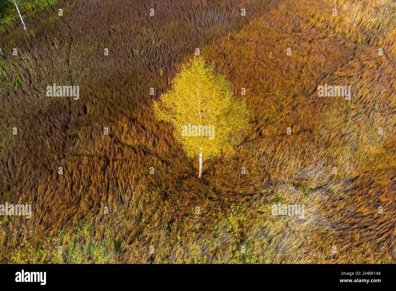 Birch tree with yellow foliage in the middle of marshland, autumn ...