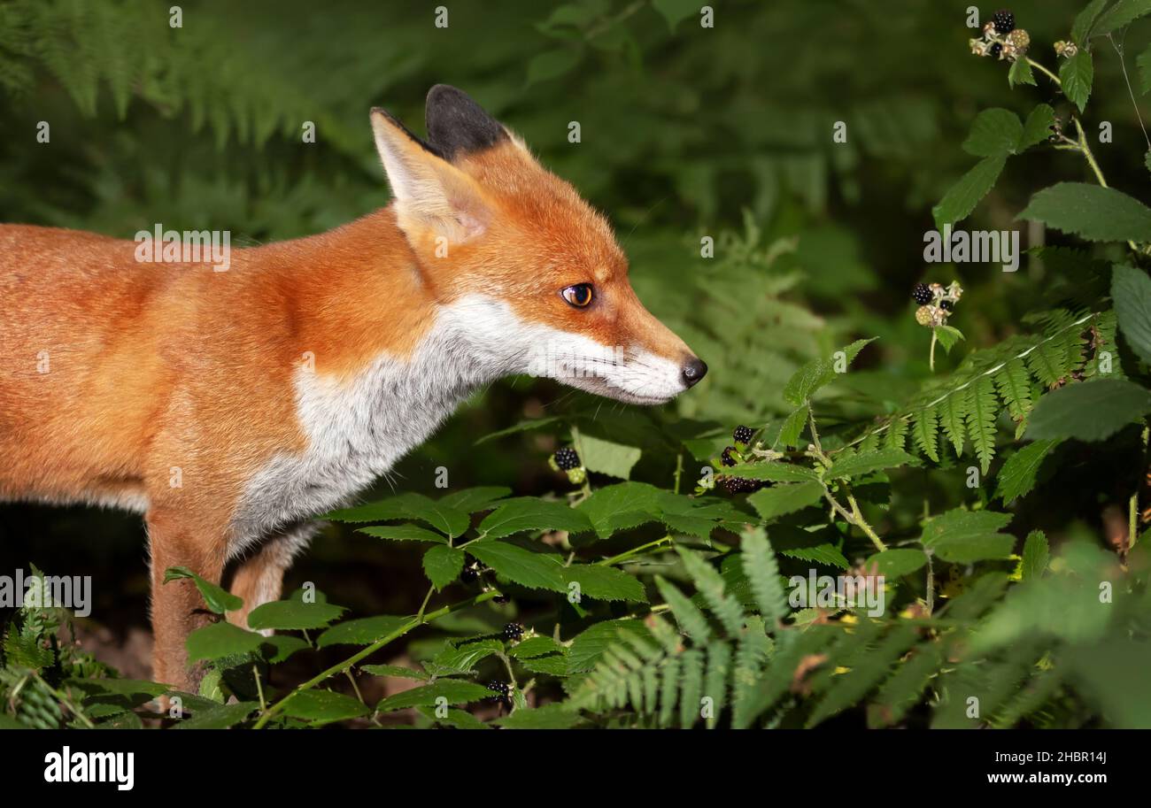 Red fox in the forest hi-res stock photography and images - Alamy
