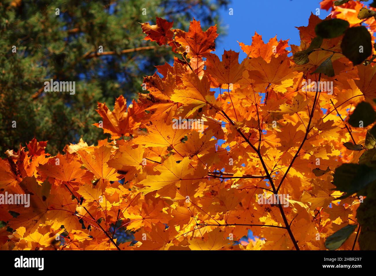 Very bright yellow-red autumn maple leaves, golden autumn Stock Photo ...